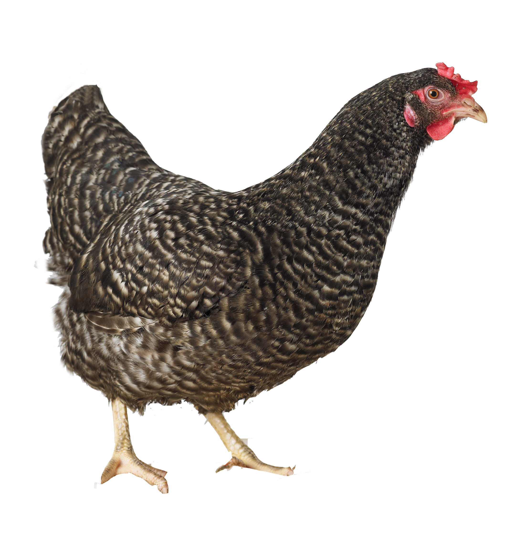 Poule Bleu de Hollande (Sperber) – Suisse Poulailler MR Sàrl