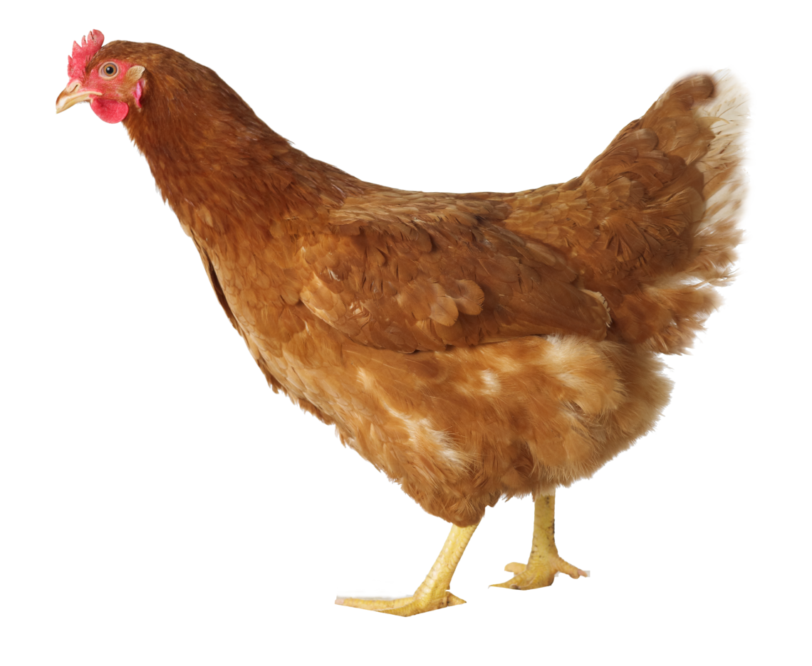 Poule Brune – Suisse Poulailler MR Sàrl