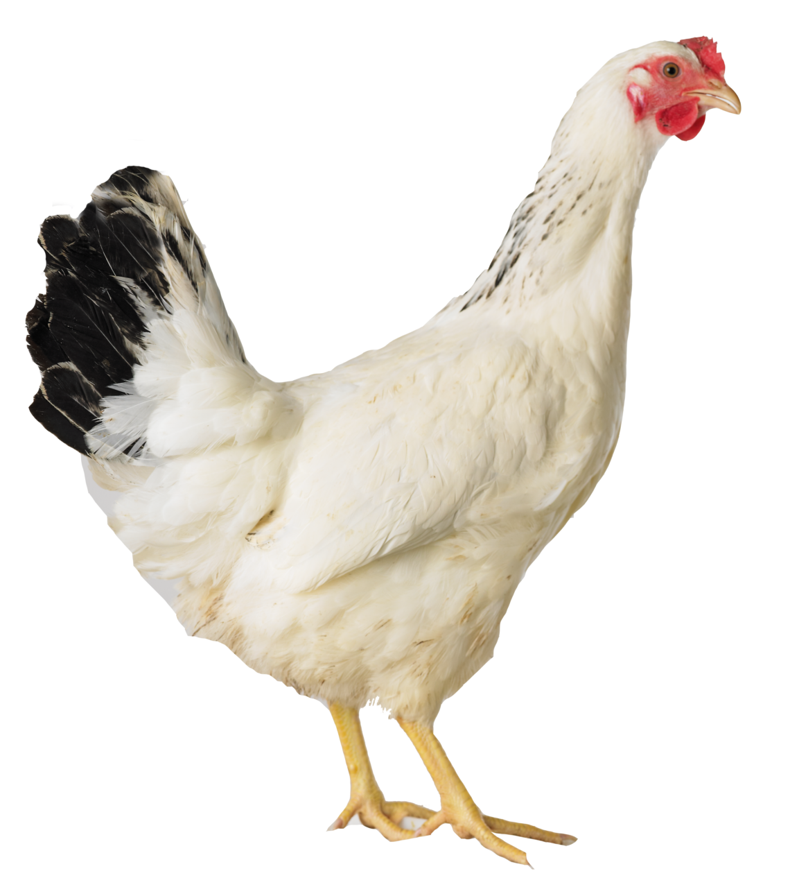 Poule Sussex – Suisse Poulailler MR Sàrl