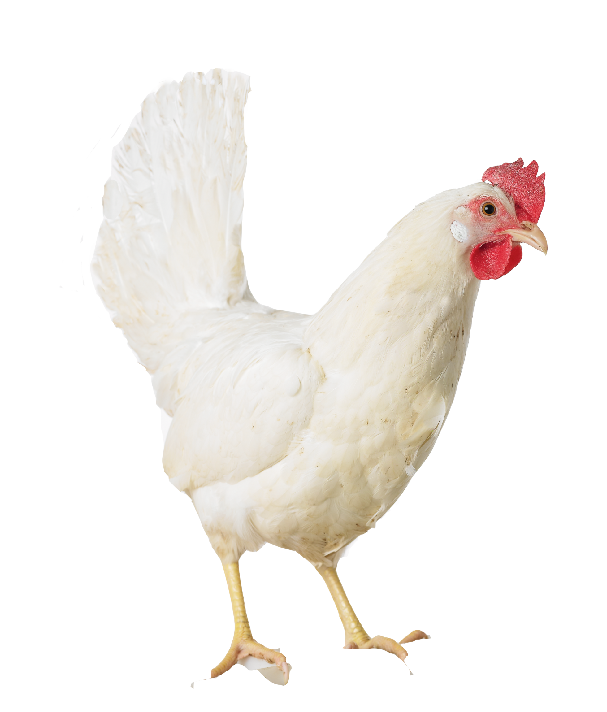 Poule Blanche (Leghorn) – Suisse Poulailler MR Sàrl