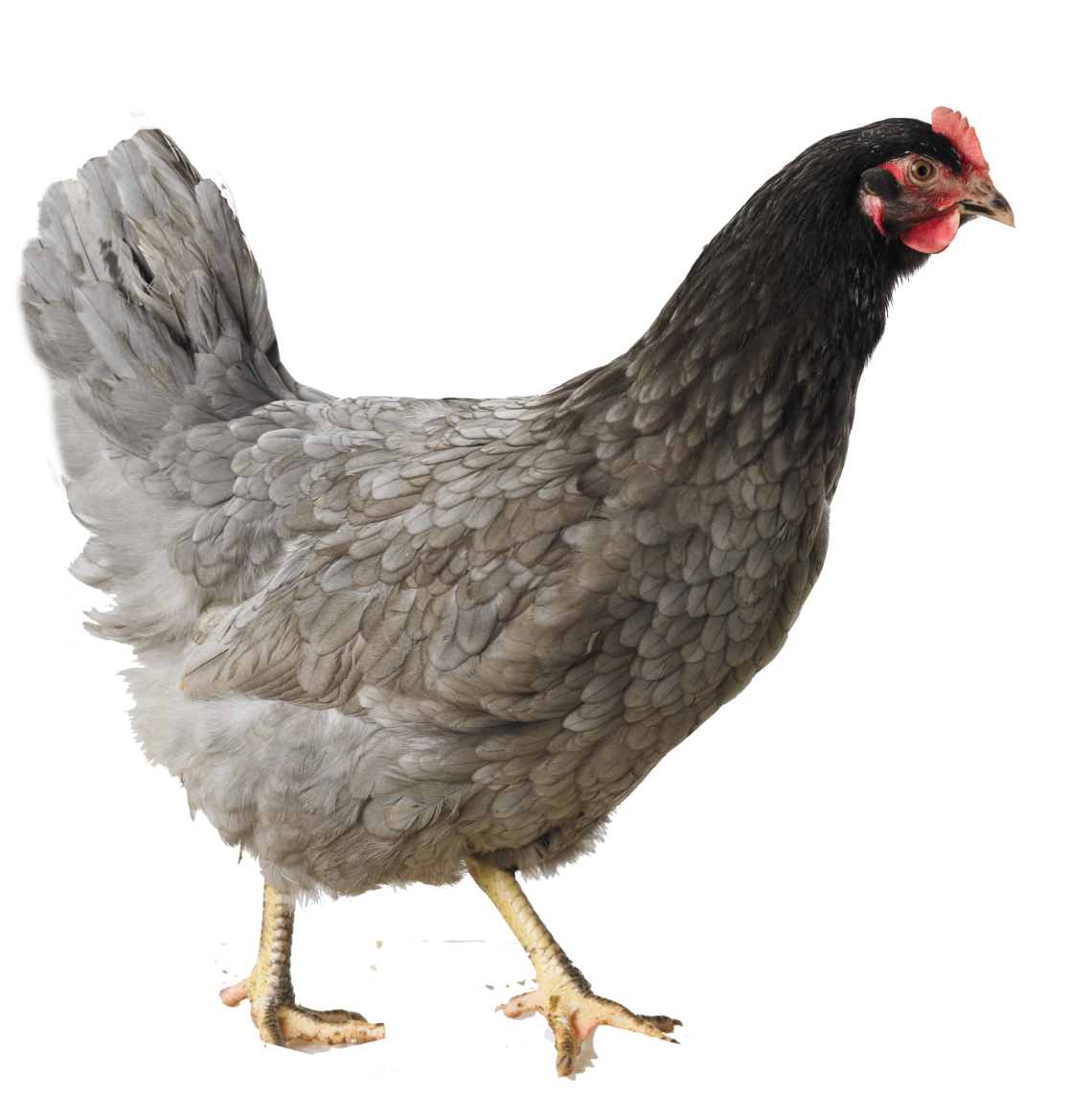 Poule Bleue – Suisse Poulailler MR Sàrl