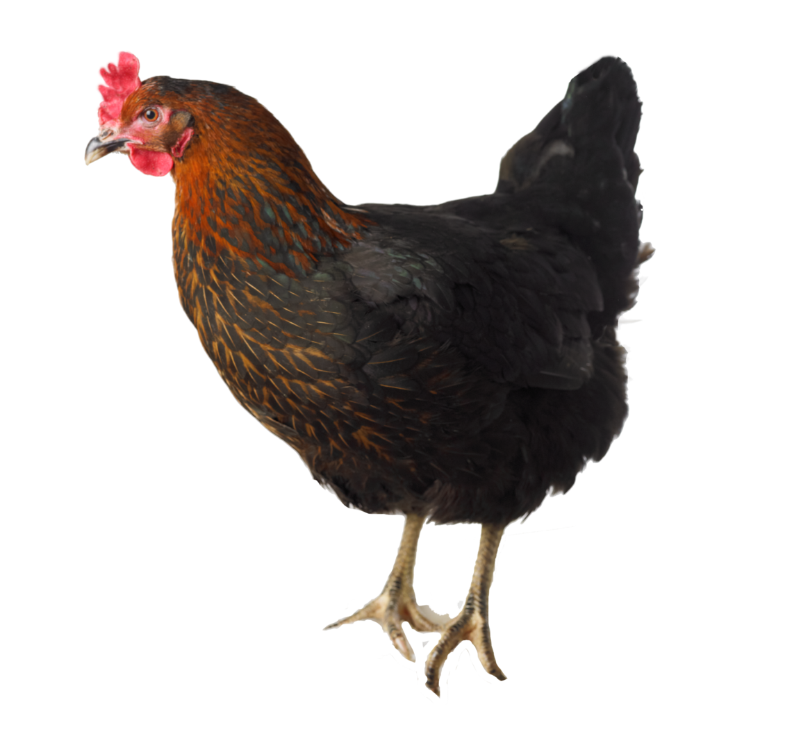 Poule hybride Noire et Brune – Suisse Poulailler MR Sàrl