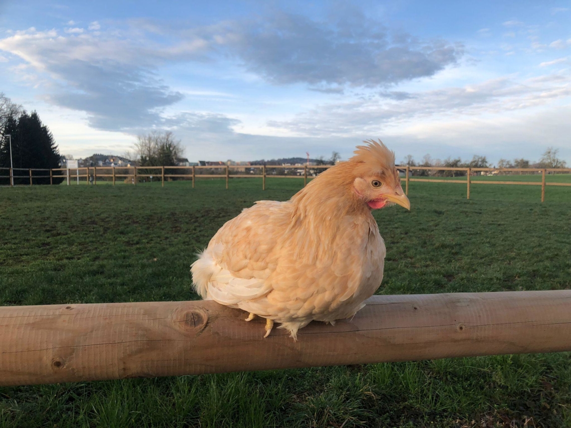 Poule aux oeufs verts (couleurs mélangées) – Suisse Poulailler MR Sàrl