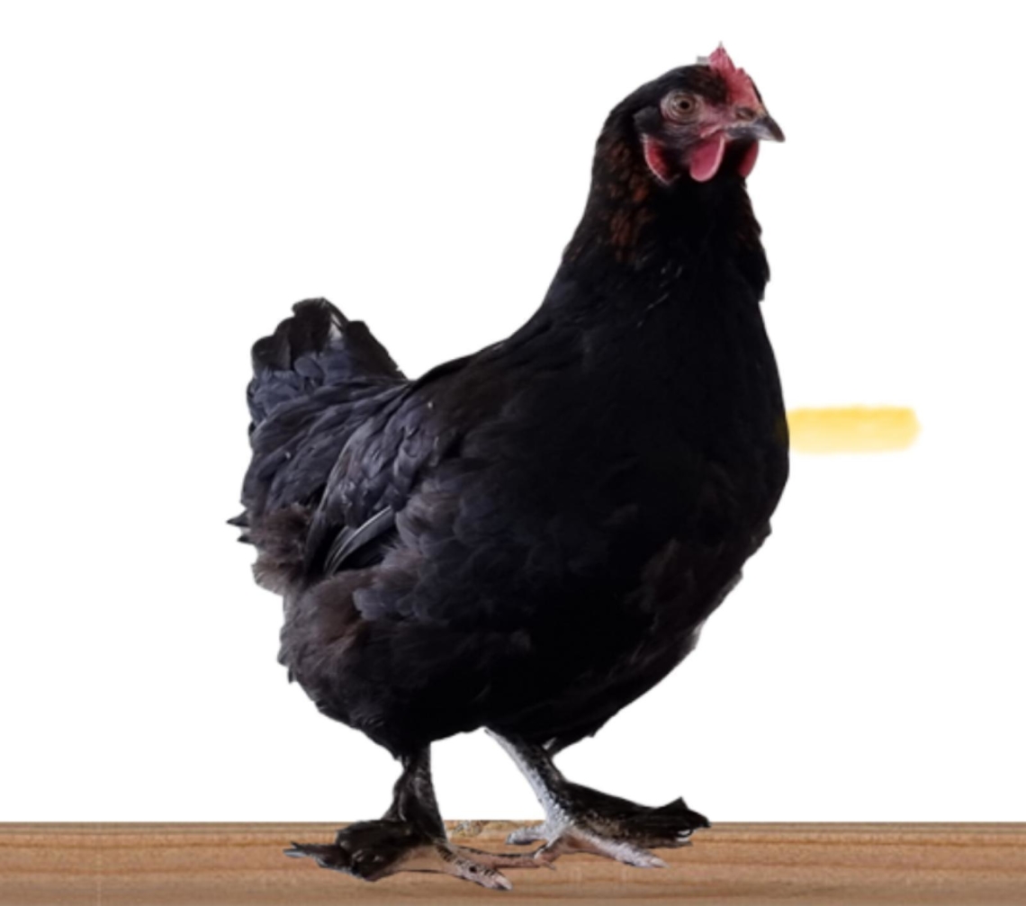 Poule Maran Hybride – Suisse Poulailler MR Sàrl